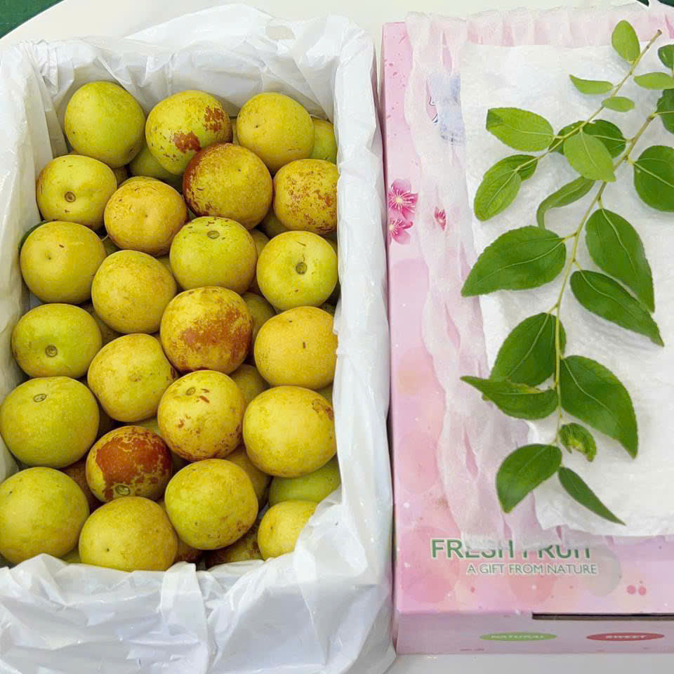 Táo Tàu Chibi - Winter Fujube